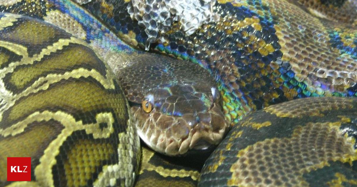 Aus Schlange geschnitten: Frau von Python verschlungen