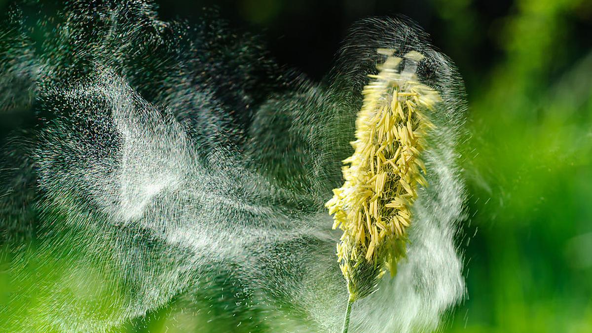 Pollenflug in Kärnten: Allergiker spüren jetzt den Höhepunkt der ...