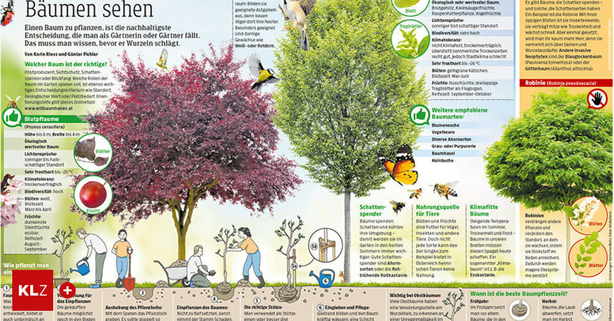 Welcher Baum Fr Den Garten