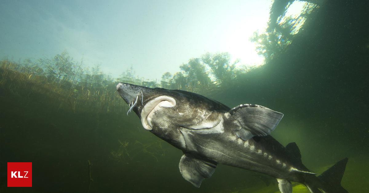 „Beim Hausen ist es 5 nach 12“: Ein Riese aus der Donau, der zu ...