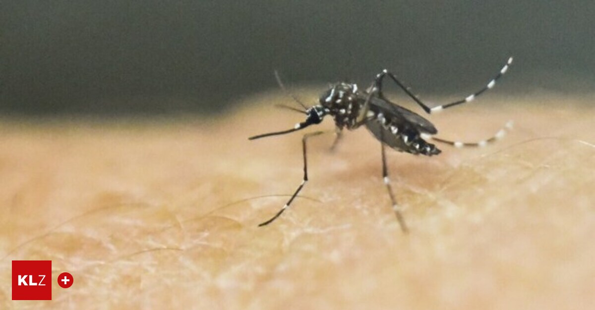 Brasilien kämpft gegen Zika-Virus