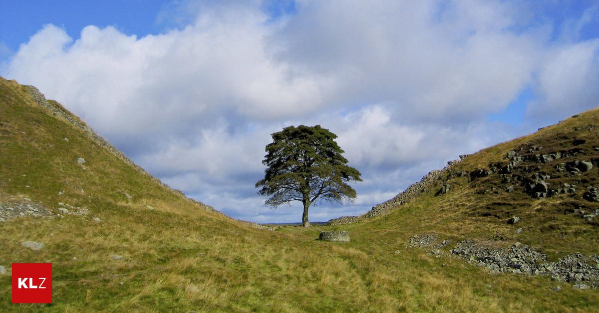 Ikone am Hadrianswall: Wie der gefällte „Robin-Hood-Baum“ in ganz ...