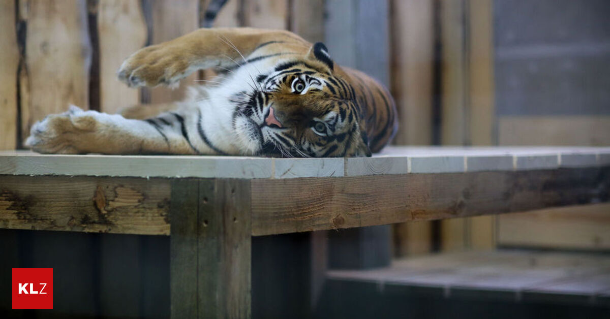 Zahn-OP: Tiger mit Goldzahn: Experten operierten Großkatze