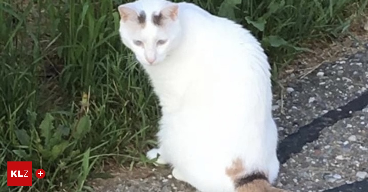 Gabersdorf: Blinde Katze Nuki entlaufen: Besitzerin bittet um Hinweise