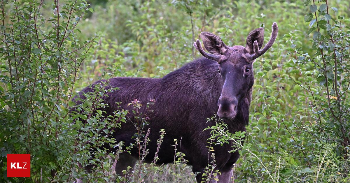 Nächster : Emil der Zweite? Neuer Elch in Tschechien gesichtet