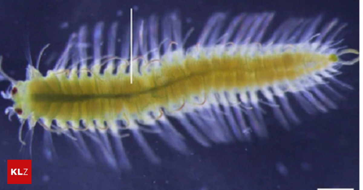Japanische Forscher : Wurm mit Augen am Hintern: Was dahinter steckt