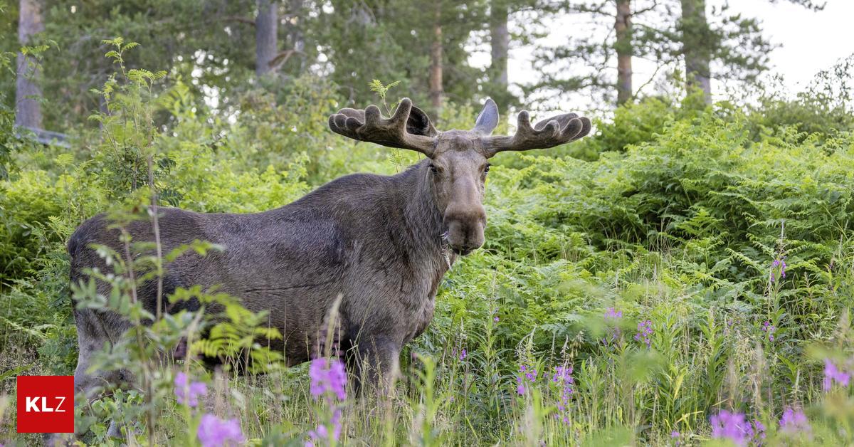 Elch „Emil“ spaziert plötzlich durch das Weinviertel