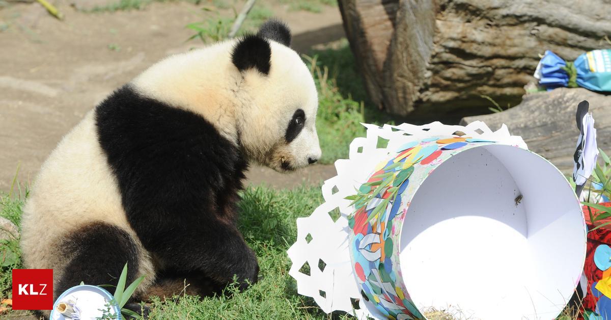 BÄRIGER ABSCHIED: Panda-Bub Fu Hu sagt Österreich auf Wiedersehen