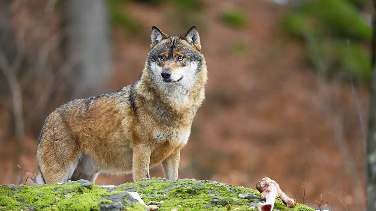 Klagenfurt, Wien: WWF fordert: Tierherden besser vor Wölfen schützen