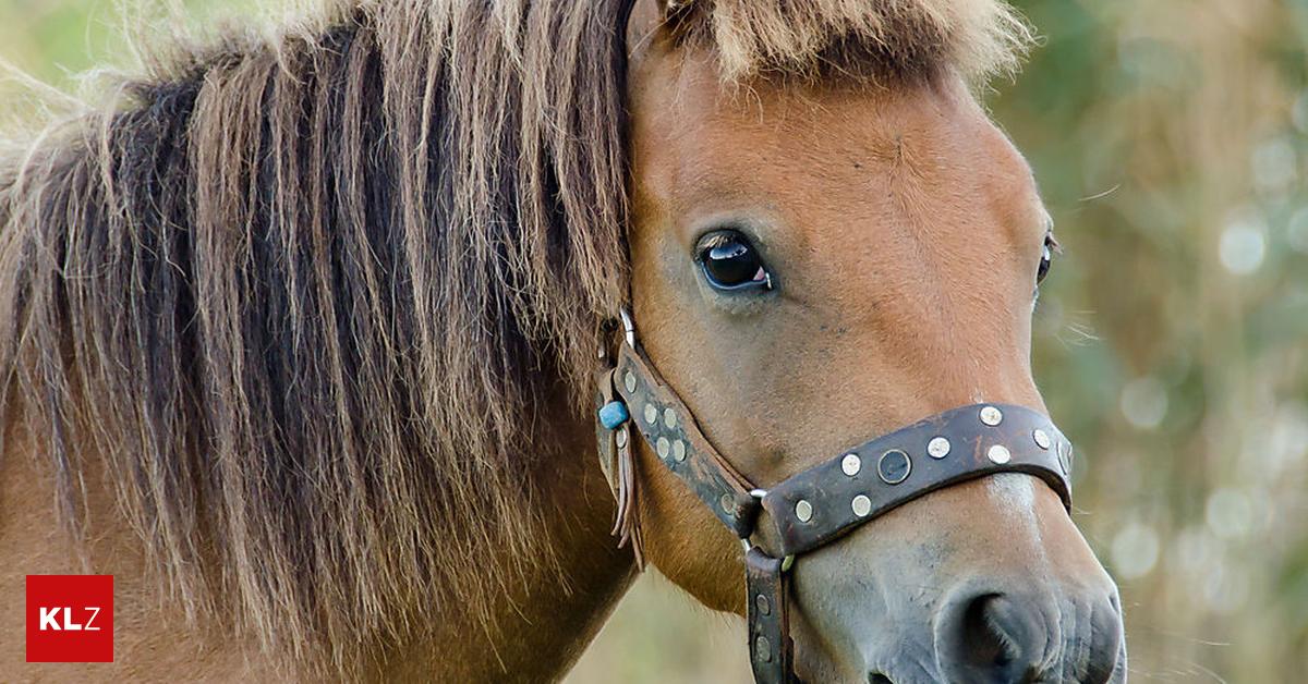 Islandpferde warfen Reiterinnen ab: Zehnjährige schwer verletzt
