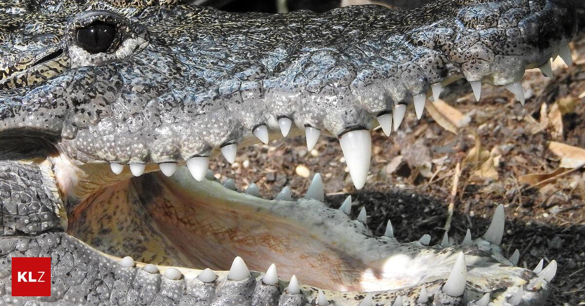 Surviving a Saltwater Crocodile Attack: The Colin Deveraux Story – Archyde