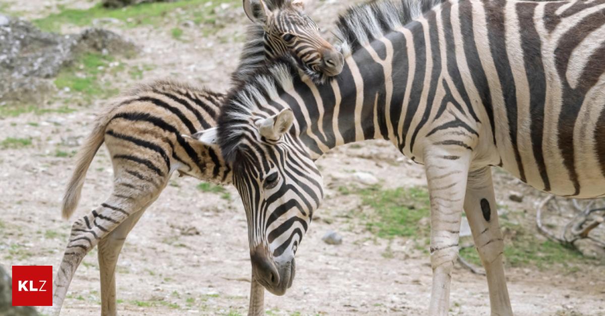 Zebra-Nachwuchs im Tiergarten Schönbrunn