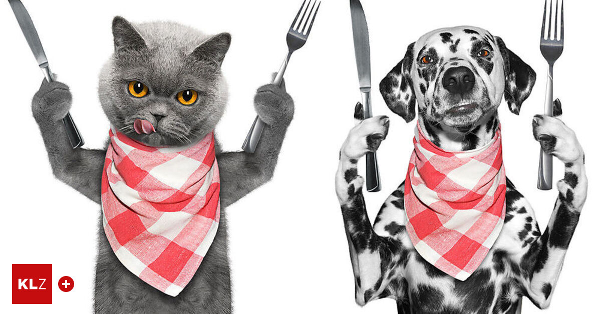TIERISCHE ERNÄHRUNGSTIPPS: Wie man Hund und Katze richtig füttert
