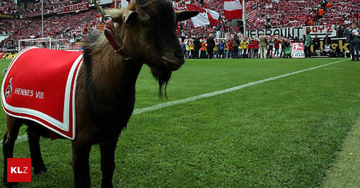 Kultfigur muss draussen bleiben: Stadionverbot für Kölner Geißbock Hennes Kultfigur muss draussen bleiben: Stadionverbot für Kölner Geißbock Hennes