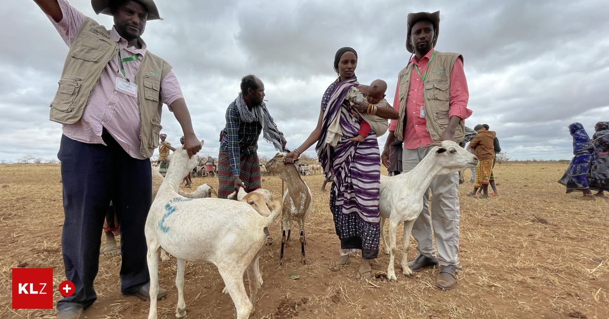 Kenias Nomaden in Not: Historische Dürre: Wo die Klimakrise zur Hungerkrise wurde