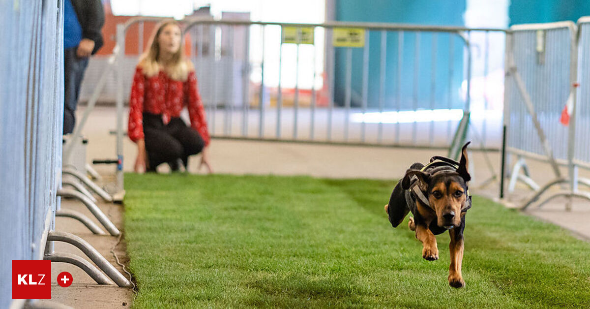 Graz Umgebung: Olympische Spiele für Hund und Herrchen