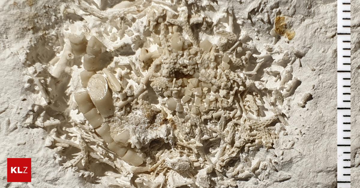 66 Millionen Jahre alte versteinerte Kotze in Dänemark entdeckt