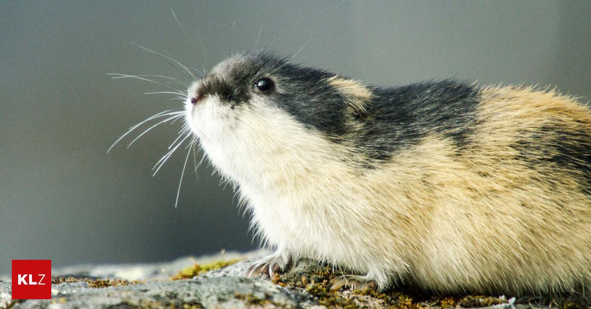 TV-Tipps am Dienstag: Den Lemmingen auf der Spur