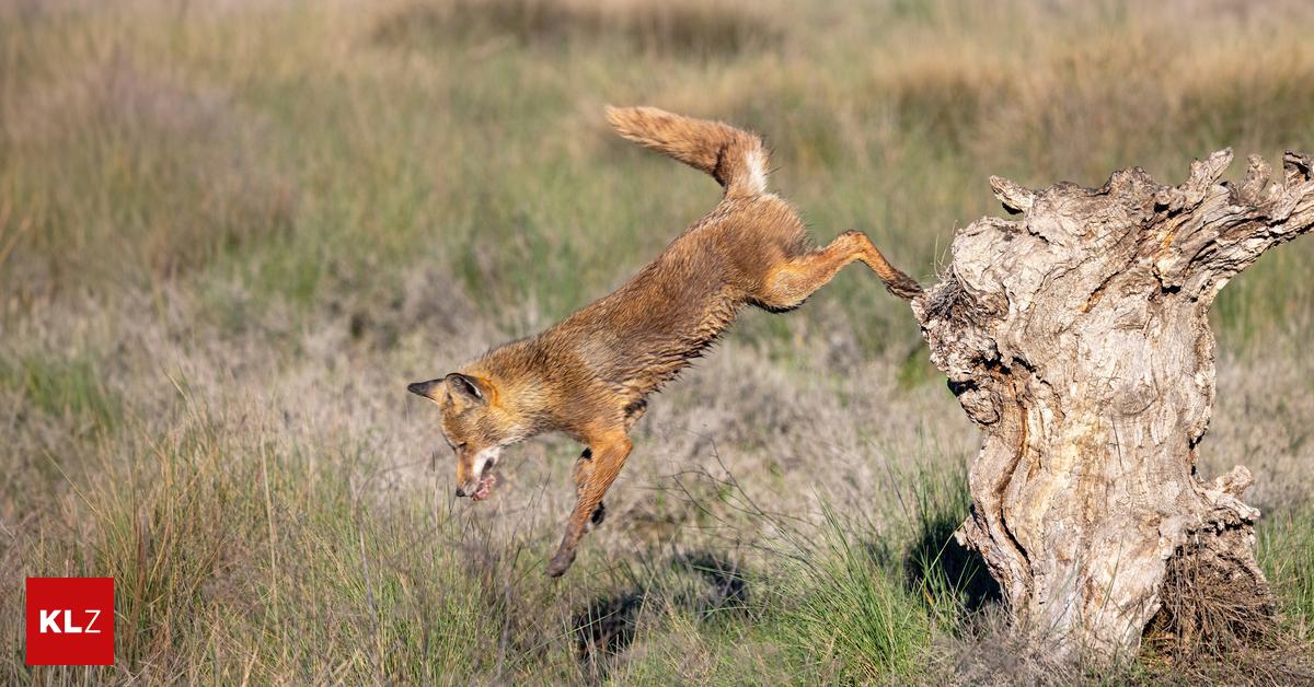 Sturer Esel, schlauer Fuchs?: Das steckt hinter den Tier-Klischees