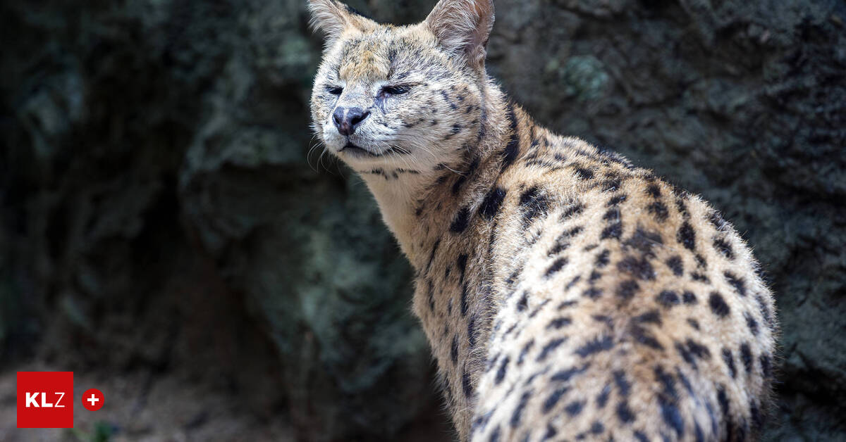 Serval oder Savannah-Katze: Exotische Katze in Deutschland gesichtet