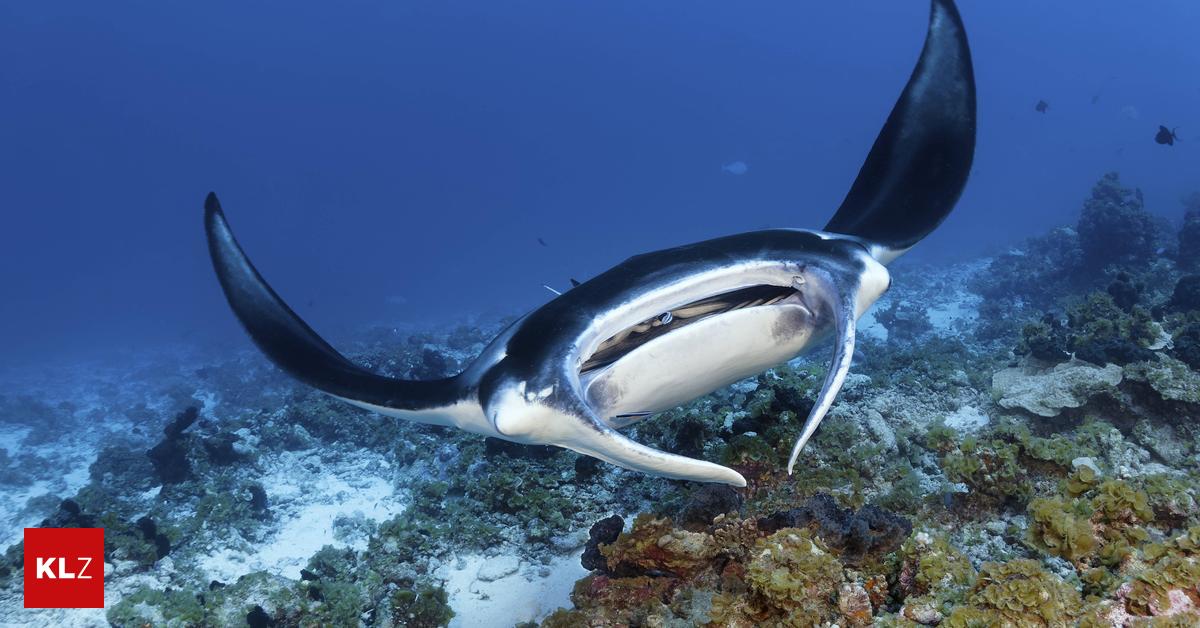 Experten rätseln: Rochen verletzte Buben auf Urlaubsinsel Mallorca