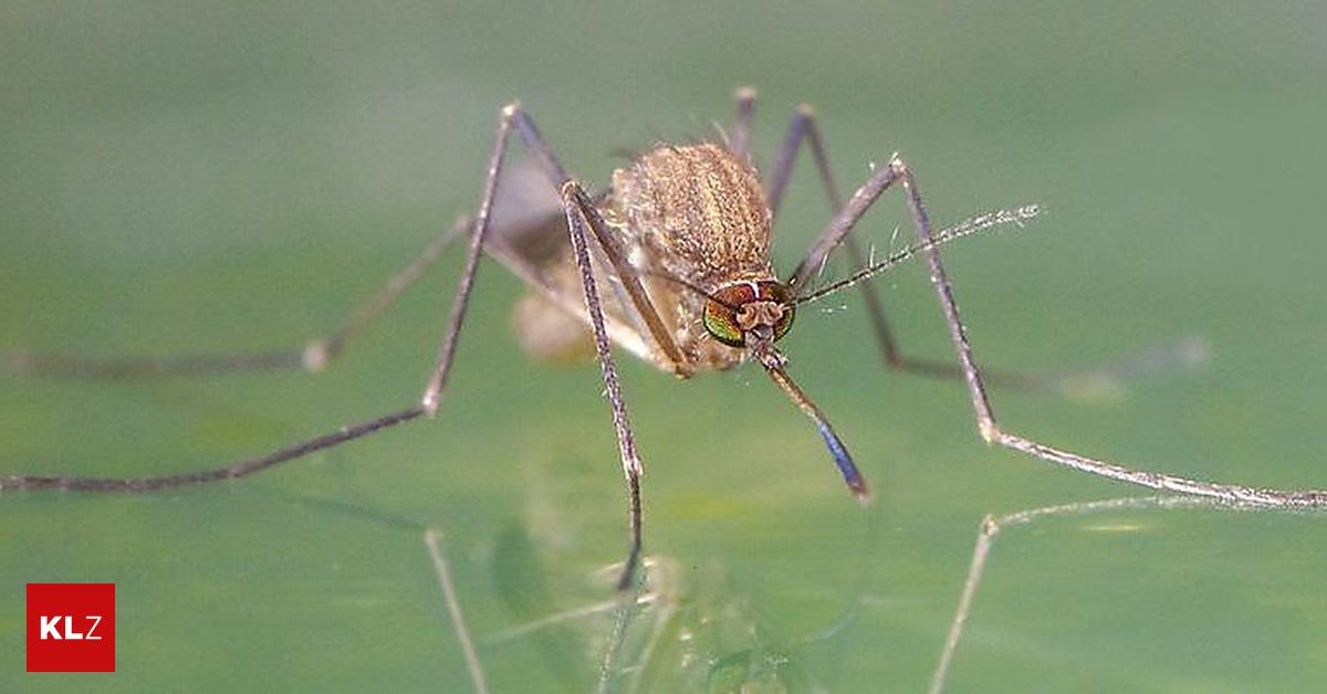 Einfache Sprache: Nach den Überschwemmungen in Kärnten gibt es nun eine ...
