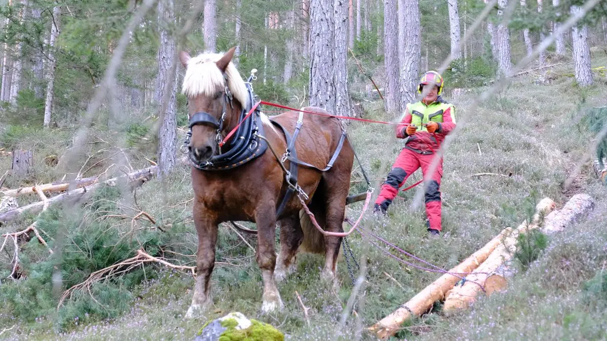 Forstarbeiten: Der Gemeindewald wird mit nur einer Pferdestärke gepflegt