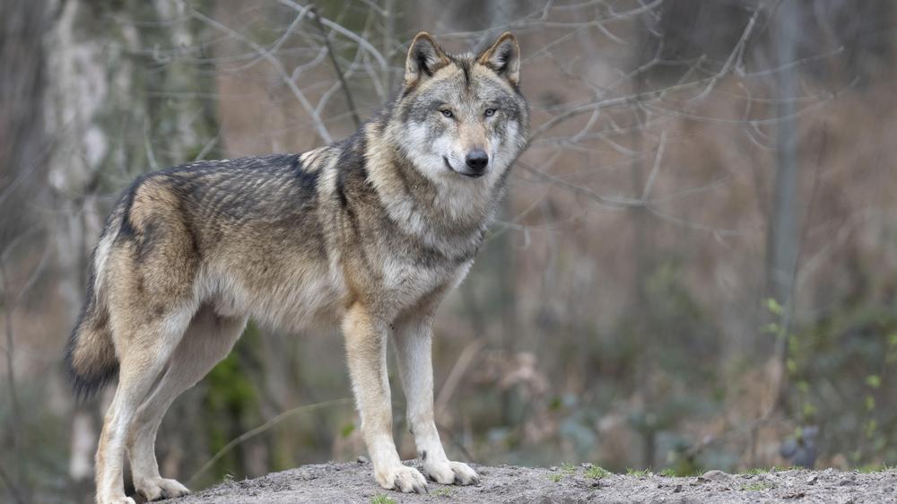 Rekord-Route: Wolf wanderte fast 1.200 Kilometer von Deutschland nach ...