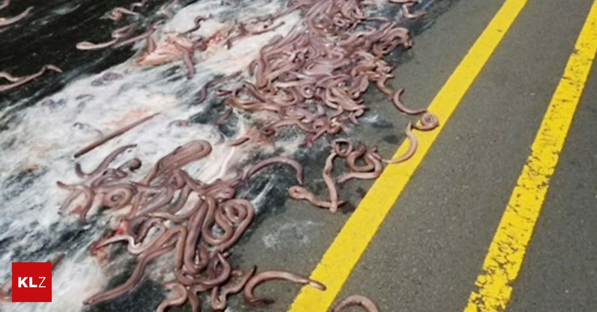 Glitschige Angelegenheit: Laster mit Schleimaalen umgekippt: US-Highway ...