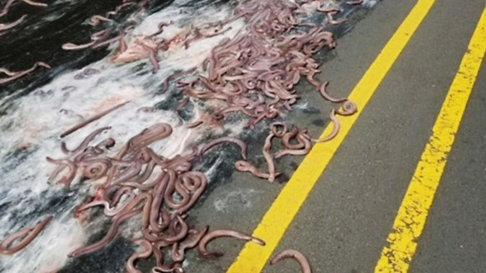 Glitschige Angelegenheit: Laster mit Schleimaalen umgekippt: US-Highway ...