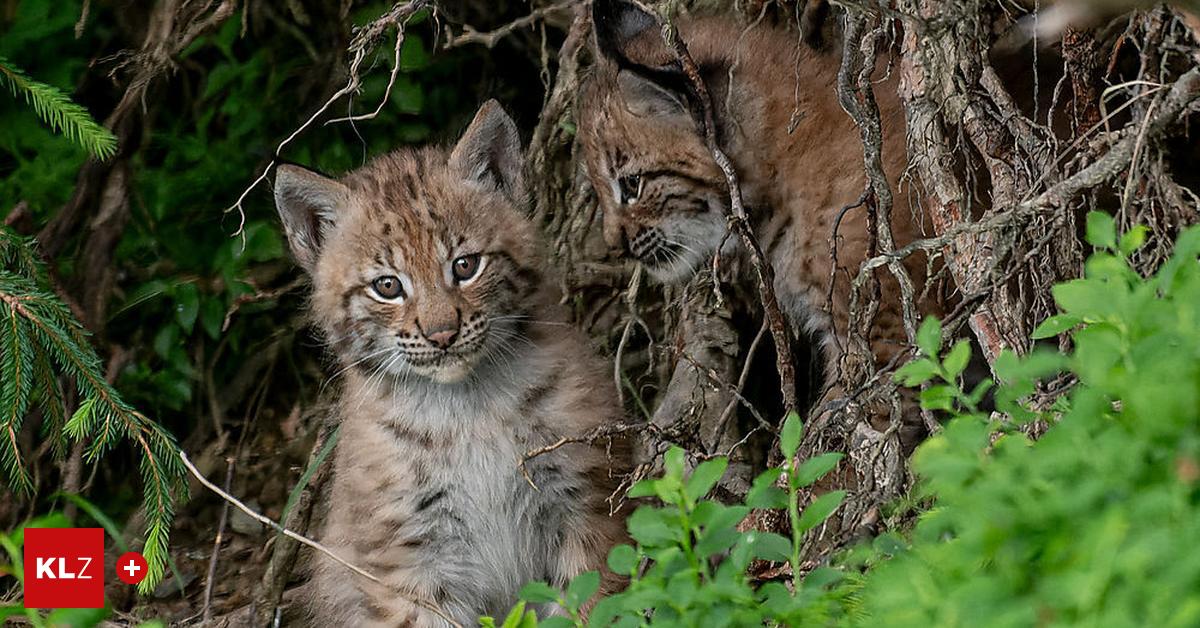 Zwei neue Luchsbabys: Weiterer flauschiger Nachwuchs am Wilden Berg in ...