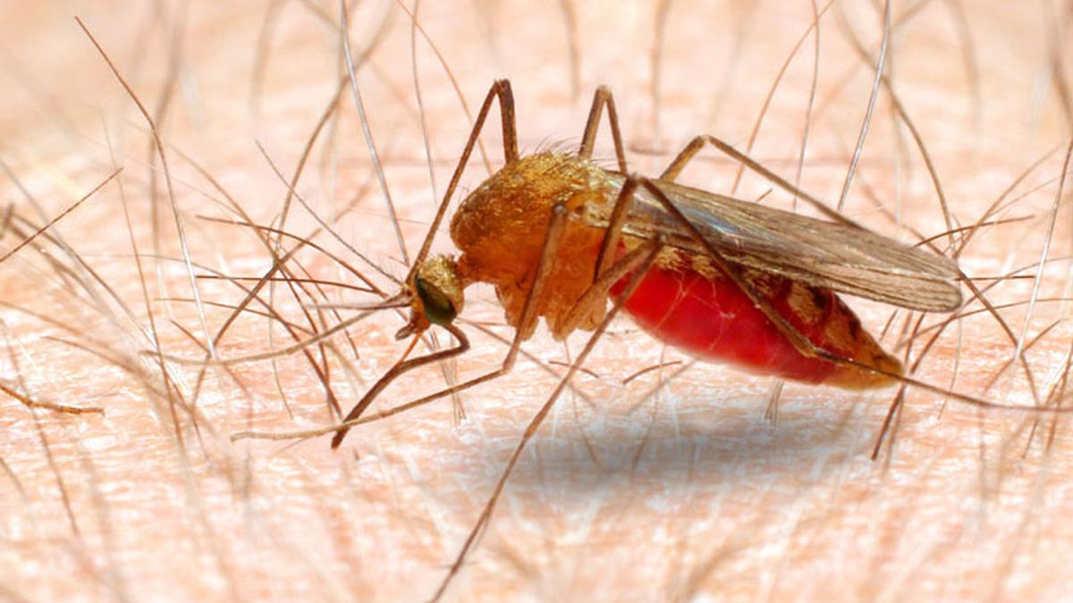 Gelsenstiche vermeiden und behandeln : Mit dem schönen Wetter kommen ...