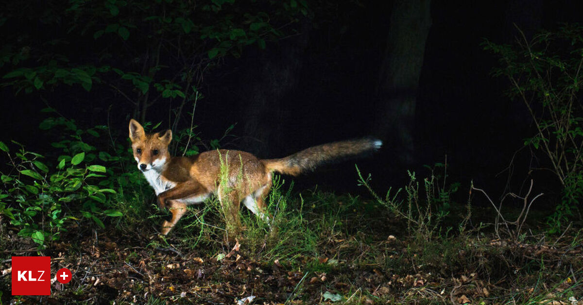 Nassfeld: Bissiger Fuchs sorgt für Spekulationen über Tollwut