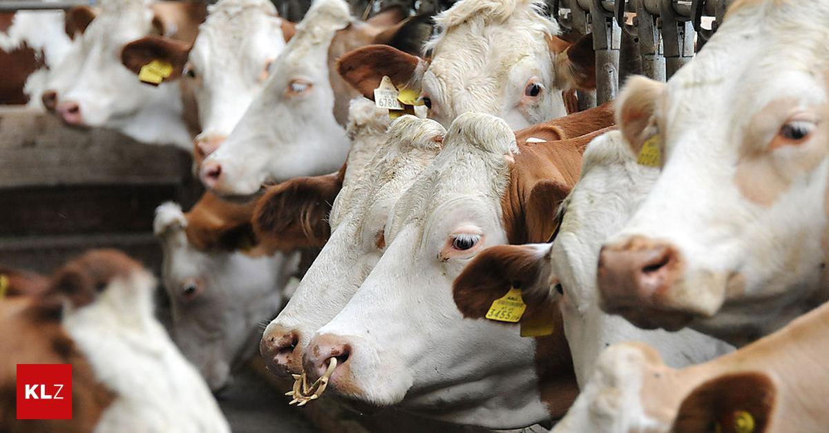 Schluss mit Billigfleisch: Fleisch mit staatlichem Tierwohl-Siegel wird ...