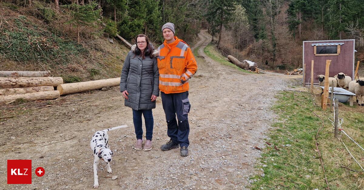 Direkte Begegnung mit Wolf: Frau wurde auf Bauernhof "angeknurrt"