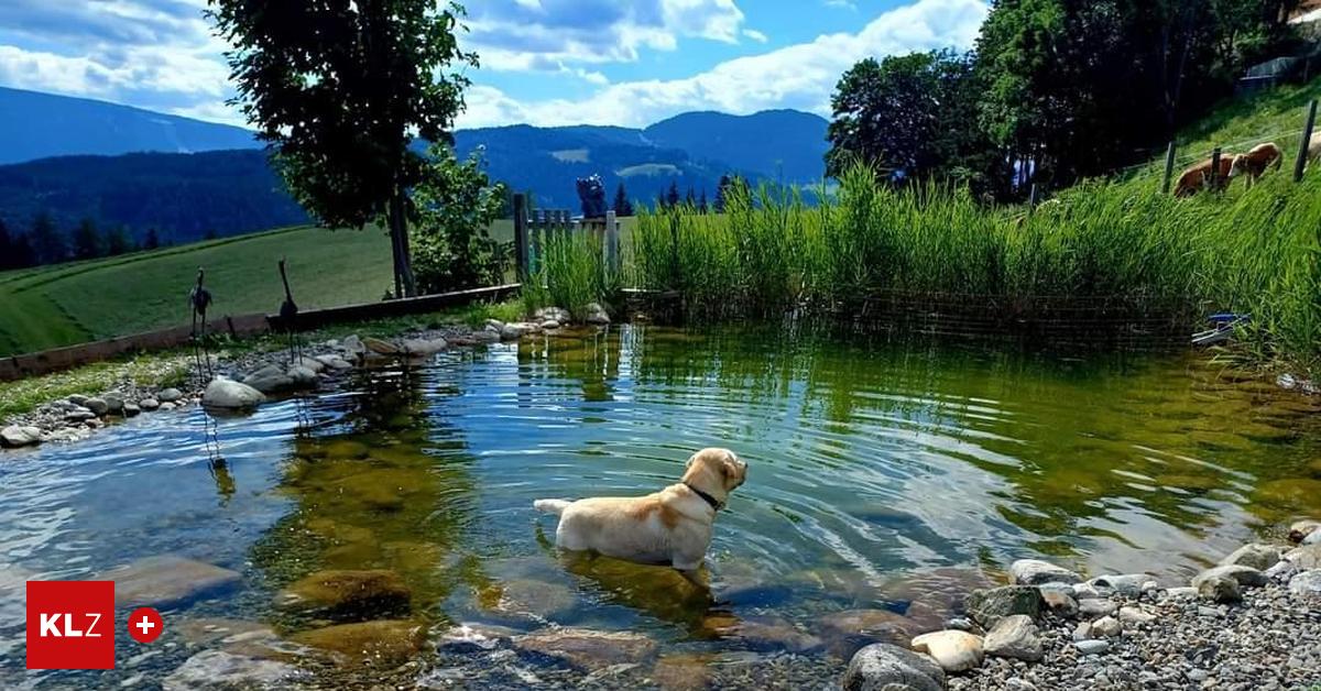 Urlaub mit Hund : Auf der Stolzalpe machen Hunde besonders gern Urlaub