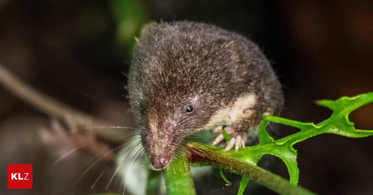 Gesundheitsamt ermittelt: Mensch in Bayern an seltenem Bornavirus gestorben