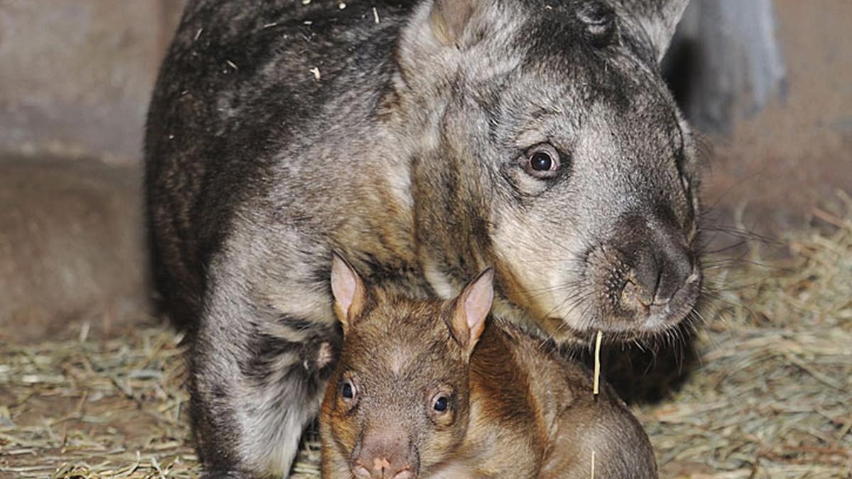 Leberkrankheit rafft australische Wombats dahin