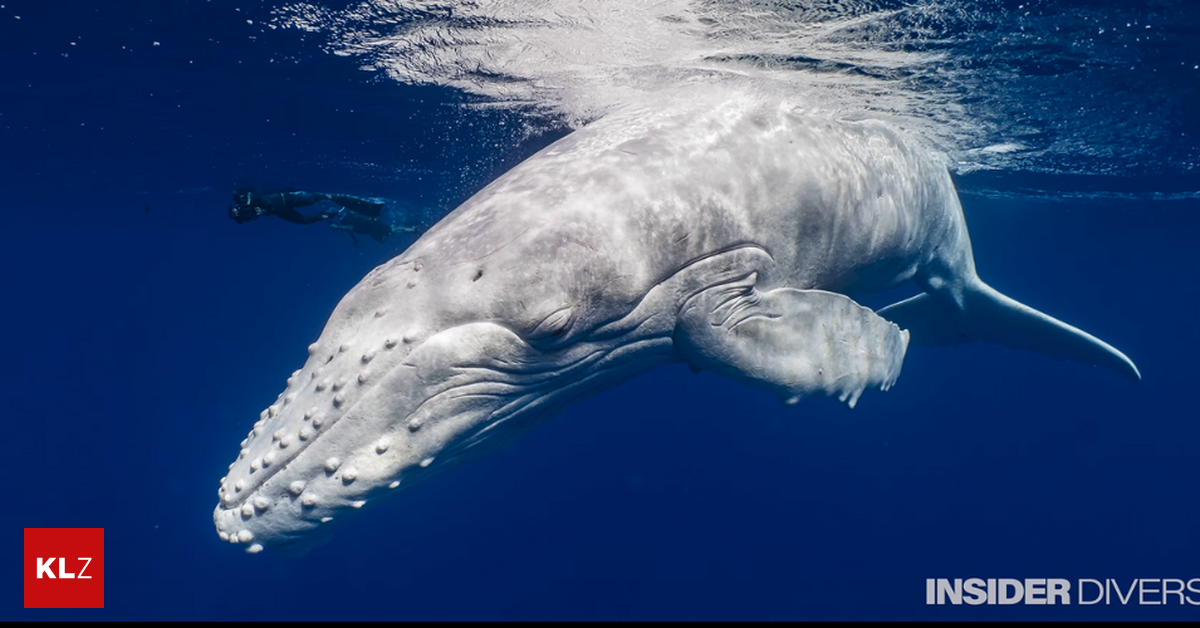 Taucher filmt extrem seltenes, schneeweißes Buckelwal-Baby im Südpazifik
