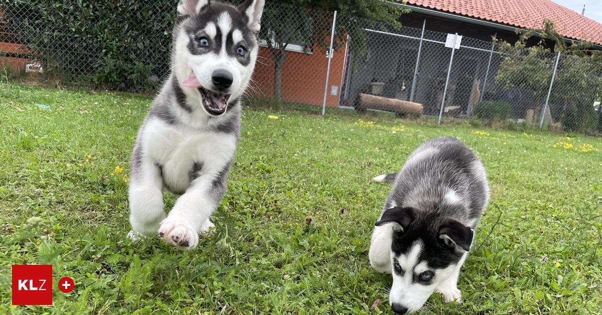 Huskydrama im Murtal: Nun suchen auch die Welpen ein Zuhause