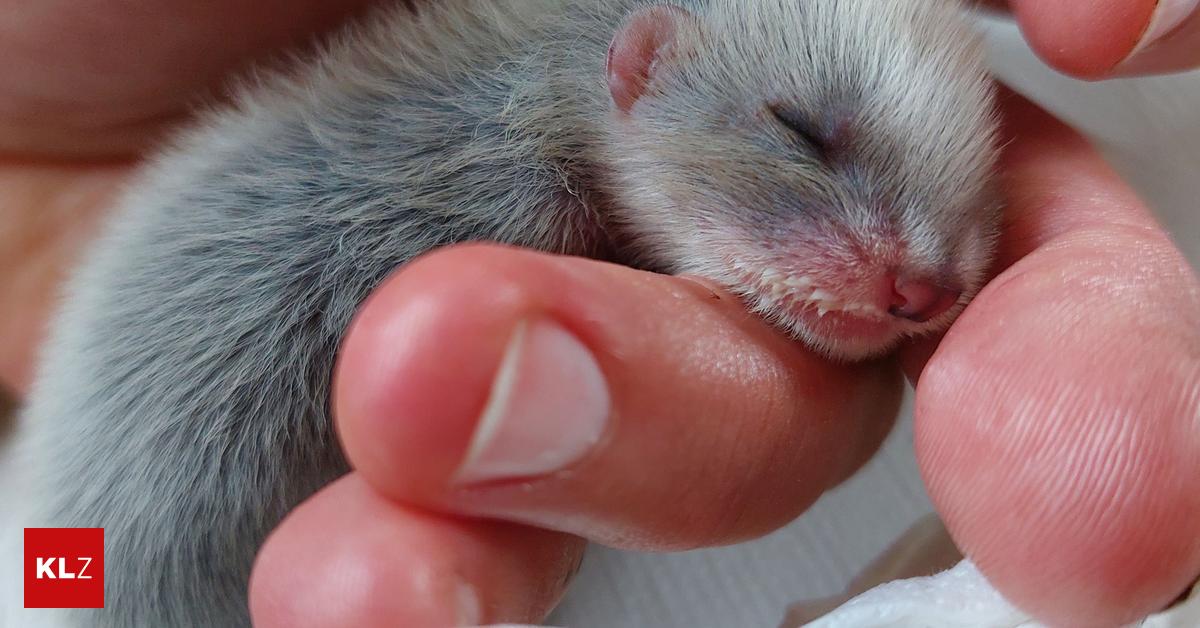 Pfotenhilfe Lochen: Plötzlich lag ein Iltisbaby vor der Tür