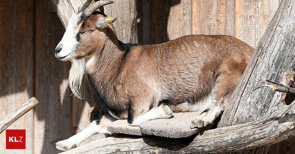 Frau rief Polizei: Ziegenbock machte "komische Geräusche"