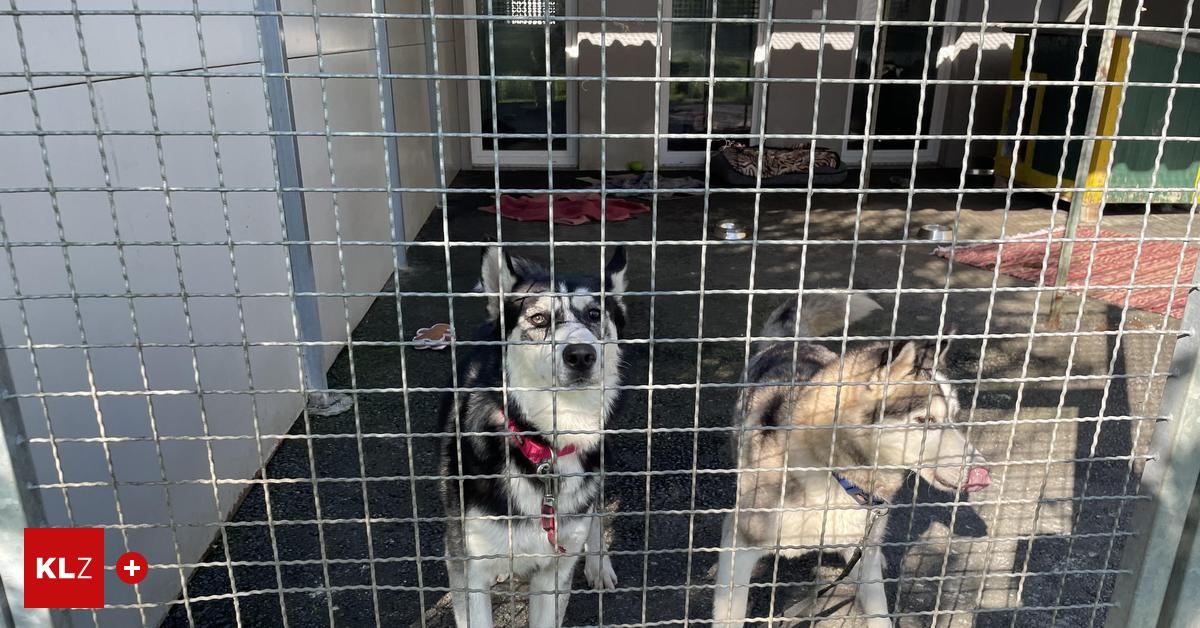 Ein Hund noch abgängig: So steht es um die in Pöls geretteten Huskys