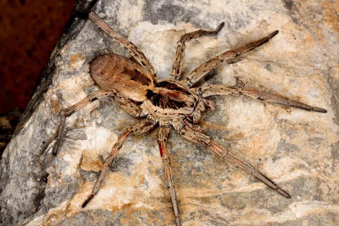 Strahlende Tarantel in der Südsteiermark gesichtet