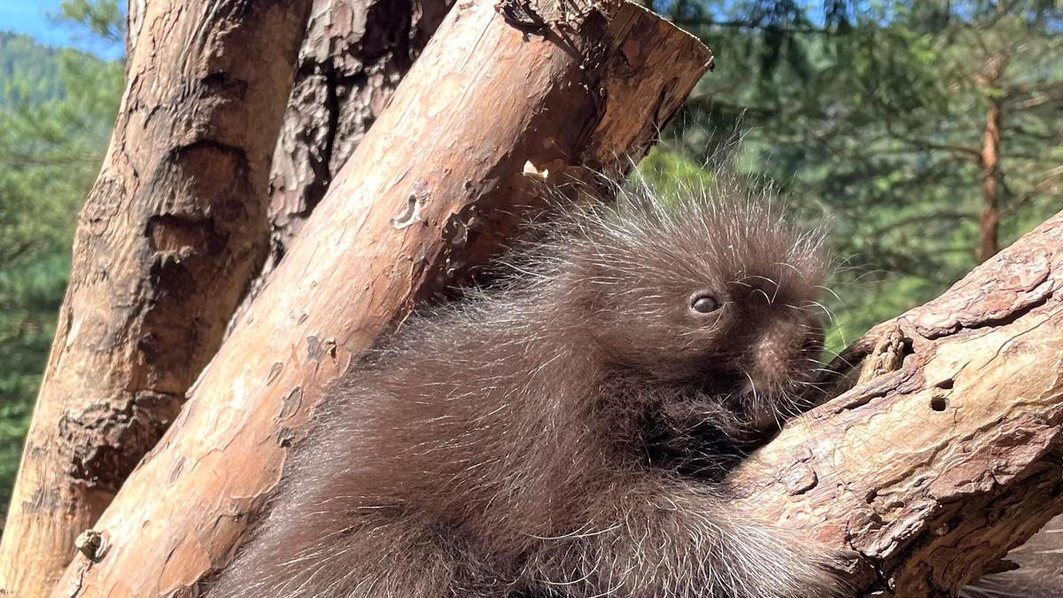 „Weißer Zoo“: Ein Urson-Baby und 20.000 Stachel