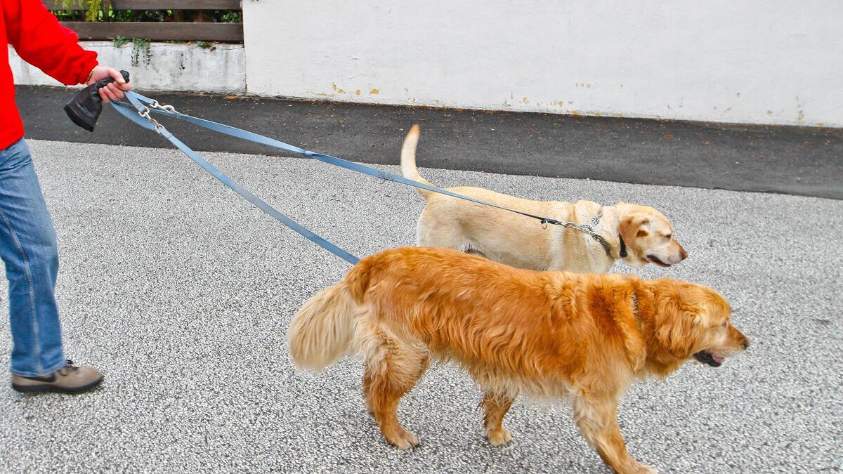 Sein Tier besser zu kennen, hilft Hund und Mensch gleichermaßen