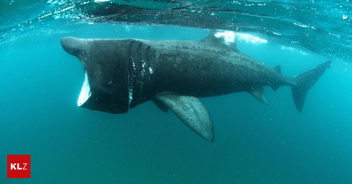 Seltenes Video: Acht Meter langer Riesenhai im Golf von Triest gesichtet