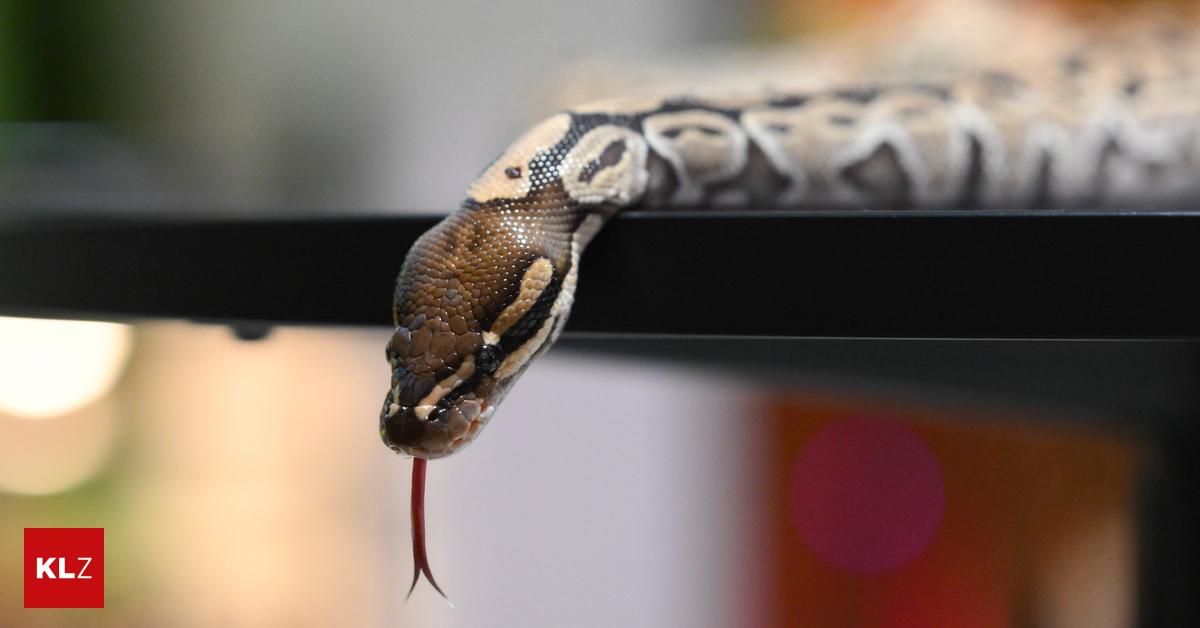 Indonesien: Imam überlebt Attacke von fünf Meter langer Python