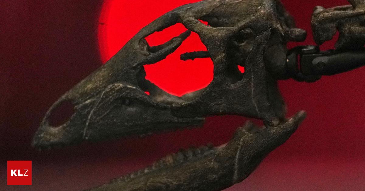 Überraschung nach falscher Kategorisierung: Neue Dino-Art entdeckt