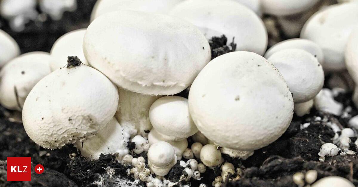 Premiere in Bad Blumau: „We are the Champignons“: Bei Frutura wachsen ...